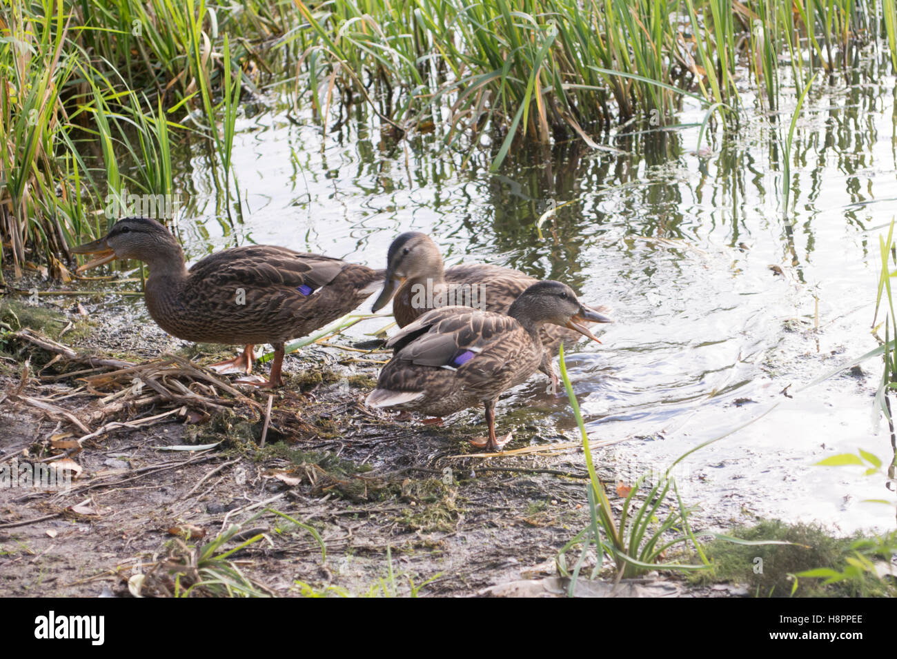 duck, lake, water, cattail Stock Photo - Alamy