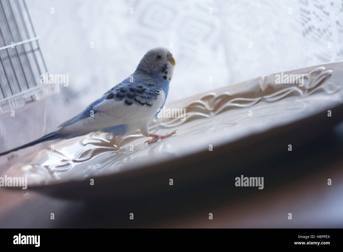 Melopsittacus hi-res stock photography and images - Alamy