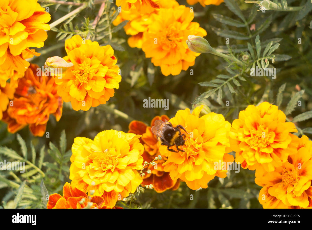 bumble bee on a flower Stock Photo - Alamy