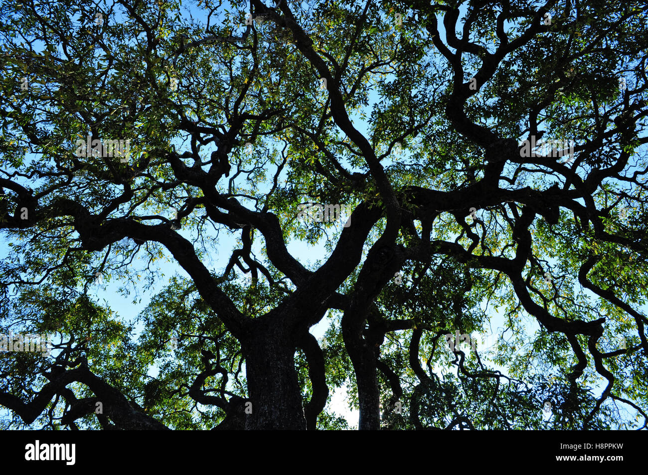 Safari in South Africa, green savannah: branches of a tree at the ...