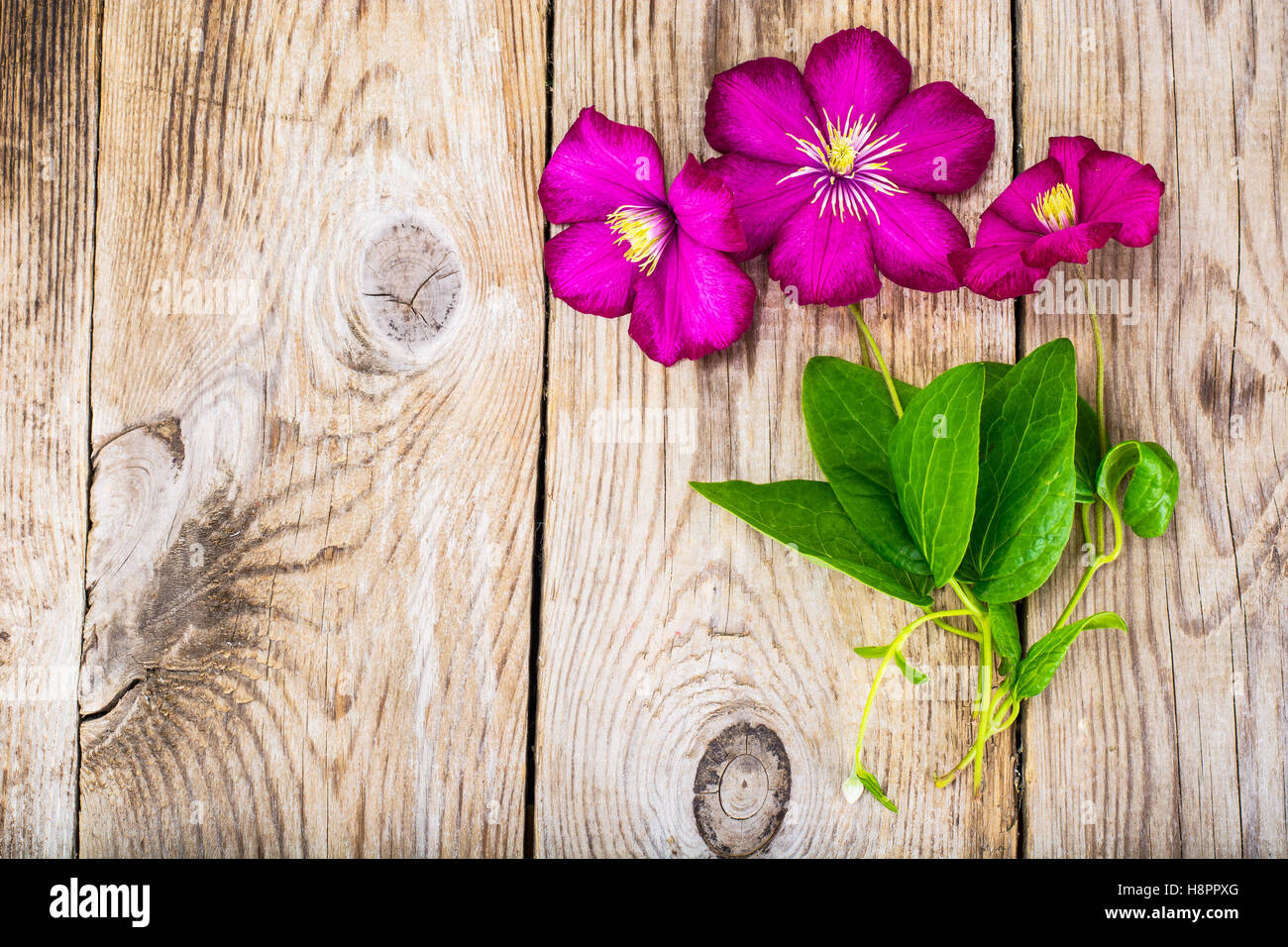 Purple Clematis Flower on Wooden Rustic Background Stock Photo - Alamy