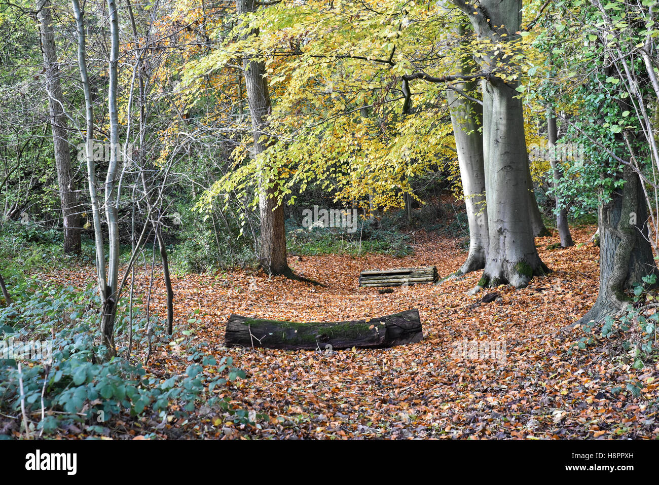 A forest scene Stock Photo - Alamy