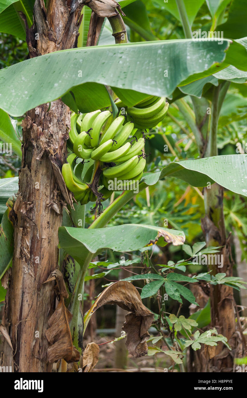 Dominican republic food hi-res stock photography and images - Alamy