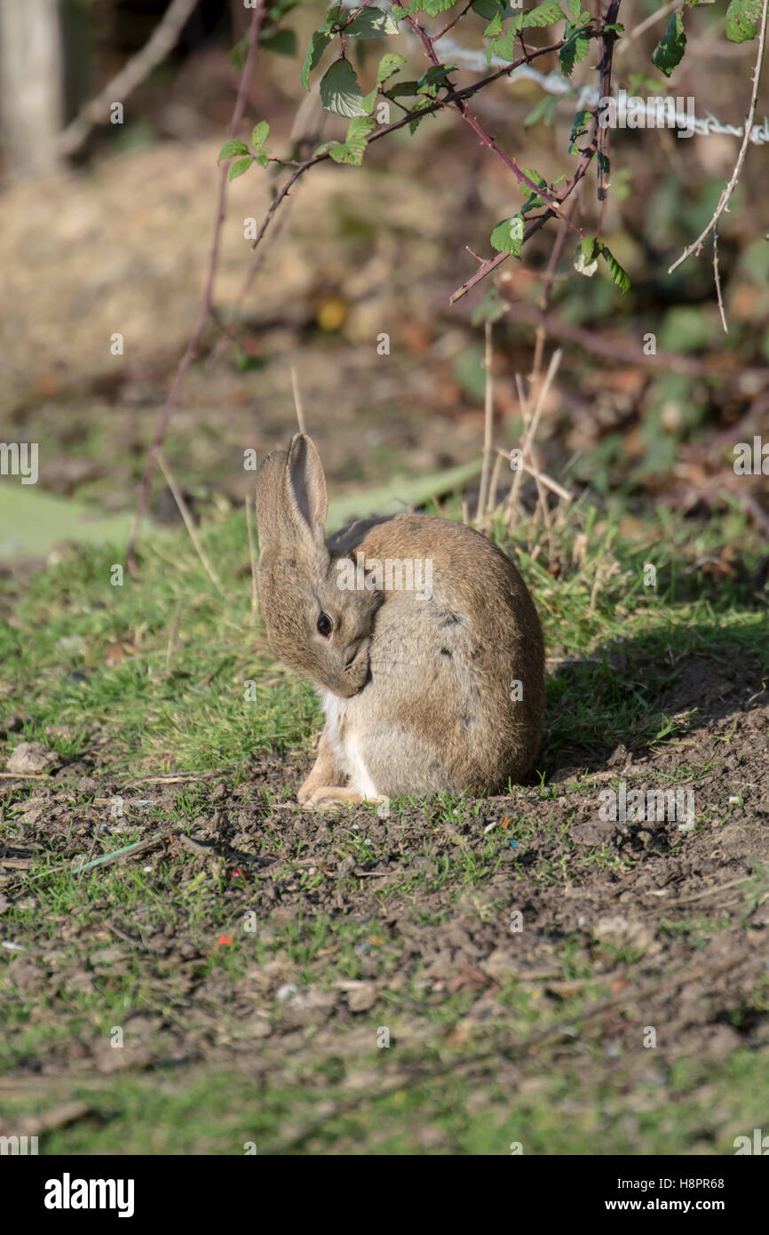 Rabbit Burrow Uk High Resolution Stock Photography and Images - Alamy