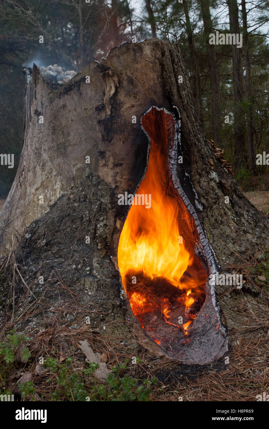 Hollow pine tree stump with a fire in the middle Stock Photo - Alamy
