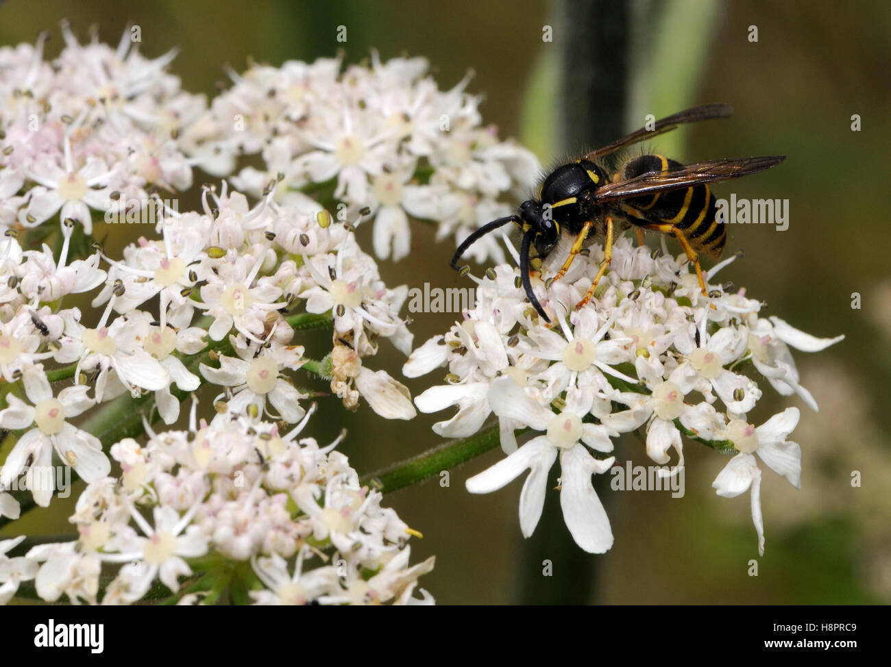 A worker median wasp (Dolichovespula media) foraging on a cow parsley ...