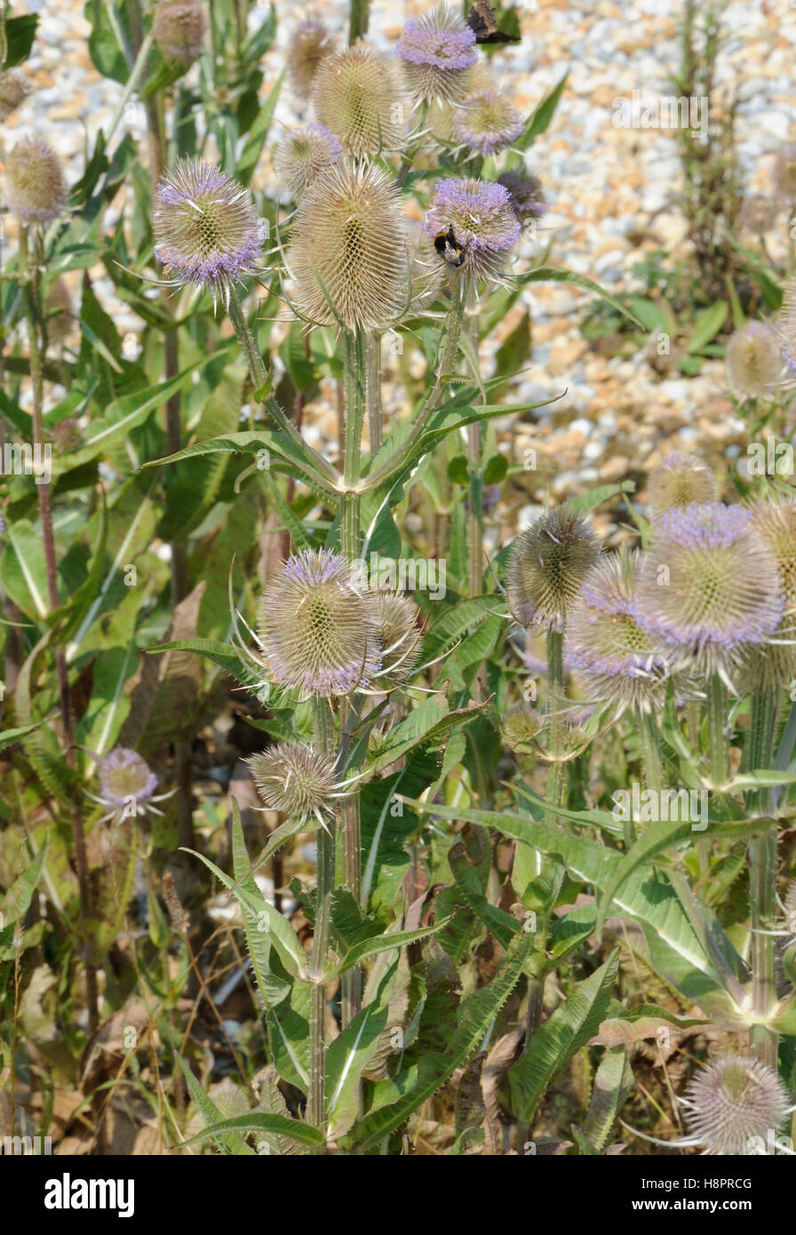 Teasel Plants High Resolution Stock Photography and Images - Alamy