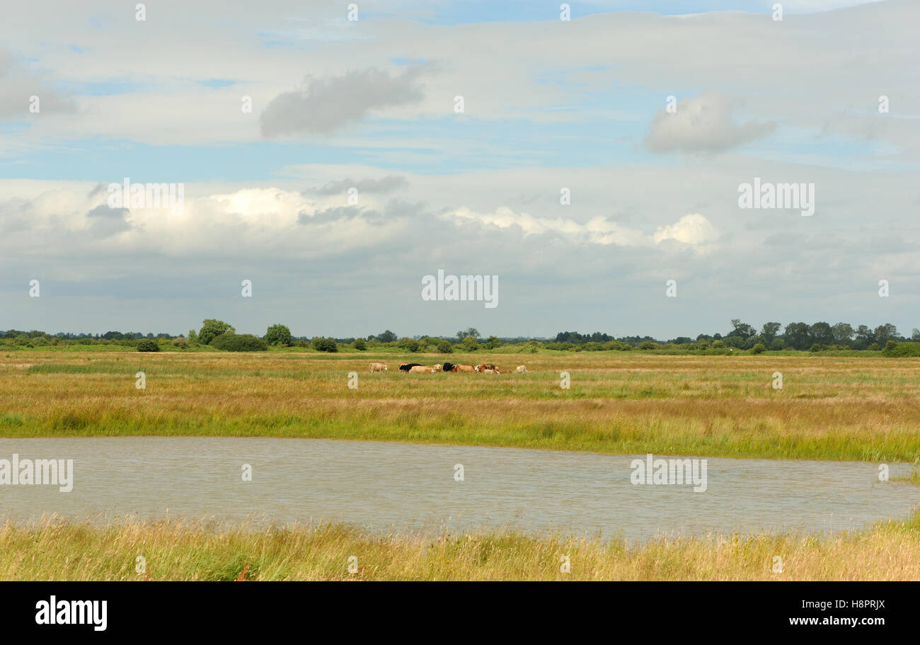Otmoor nature reserve hi-res stock photography and images - Alamy
