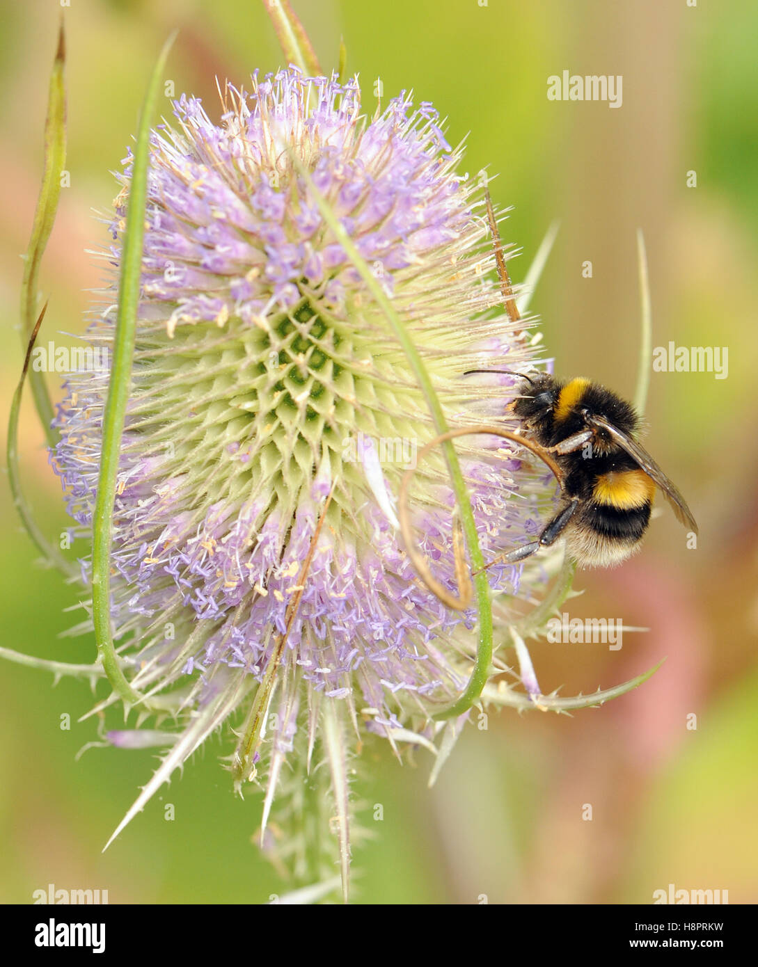 Bombus terrestris hi-res stock photography and images - Alamy