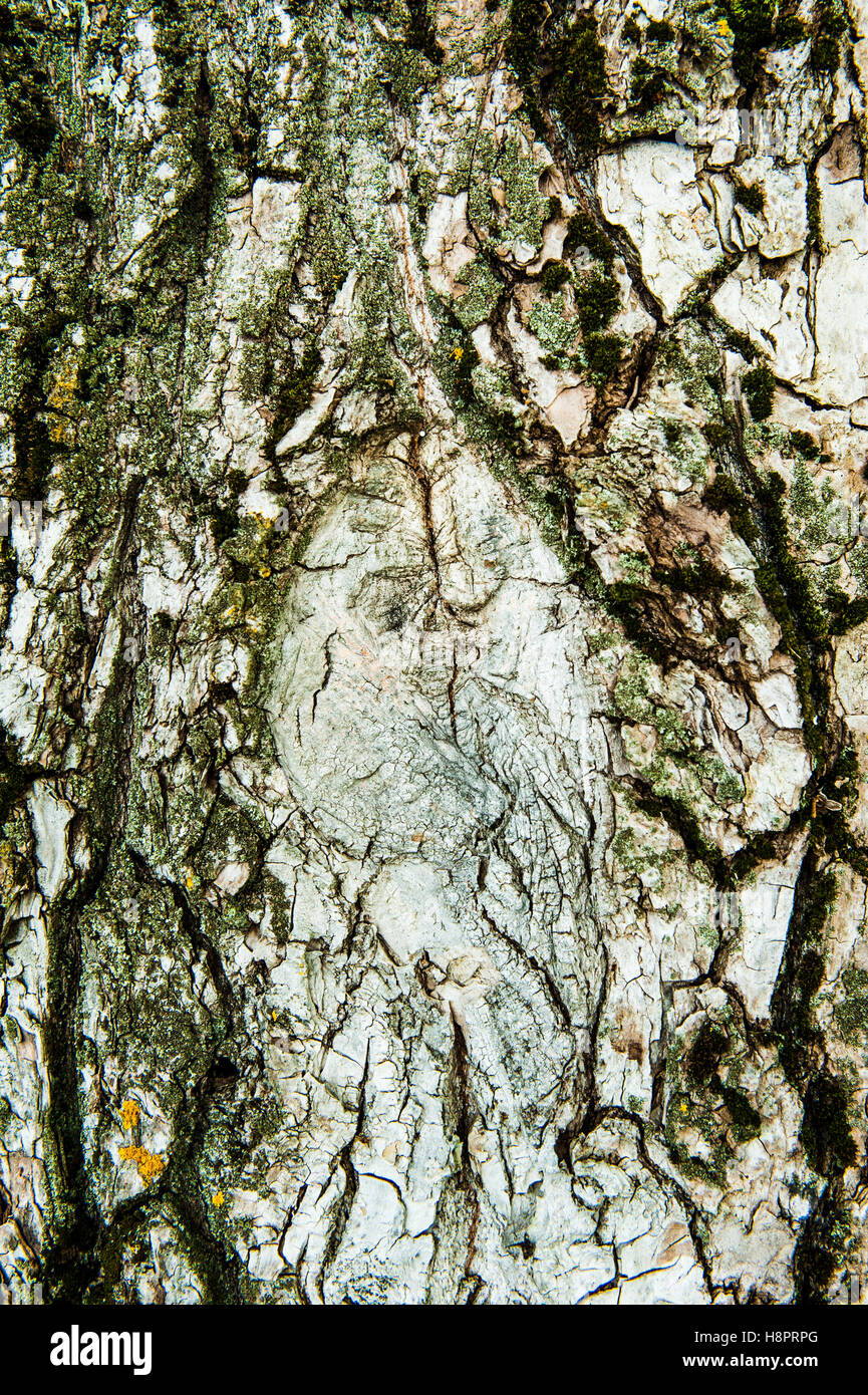 Wooden log green moss hi-res stock photography and images - Alamy