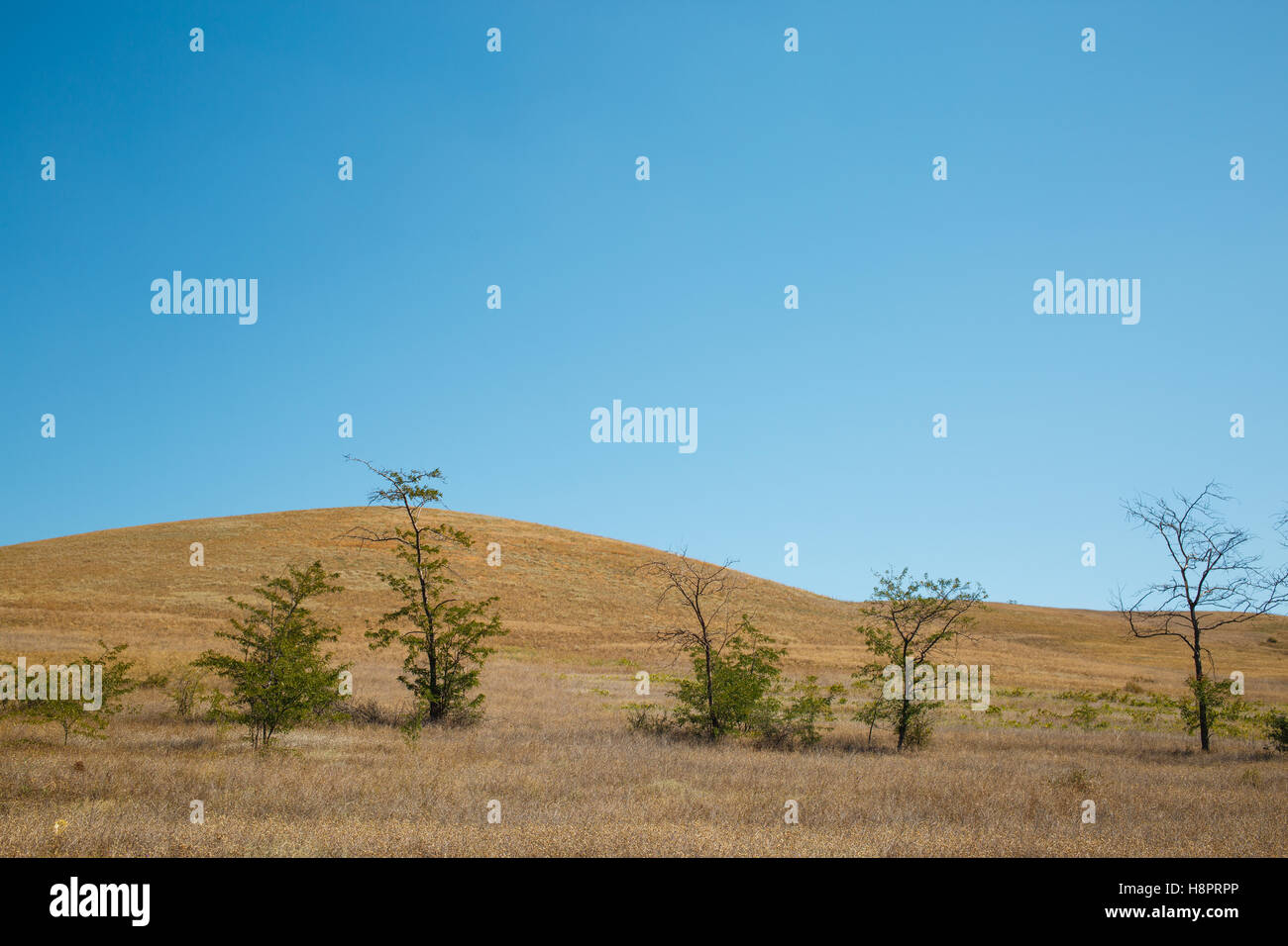 Sparse native grass hi-res stock photography and images - Alamy