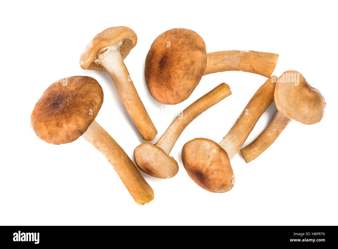Healthy honey fungus cartoon Cut Out Stock Images & Pictures - Alamy