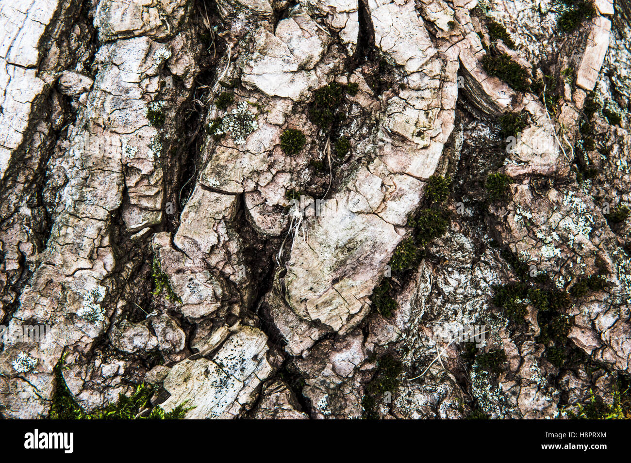 Wood textured background with green moss Stock Photo - Alamy
