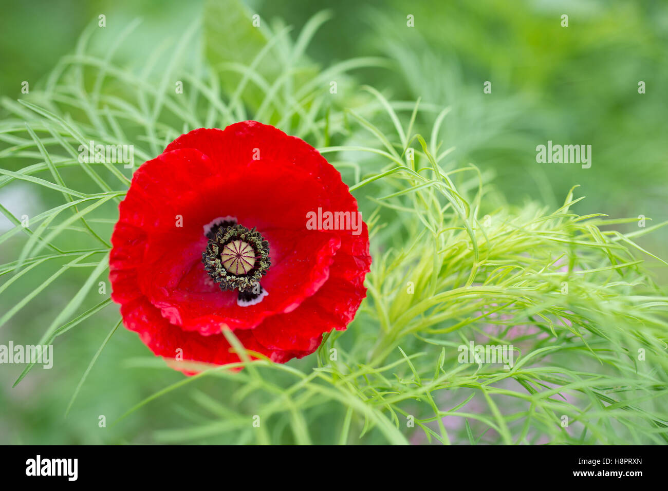 Red poppy flower Stock Photo - Alamy