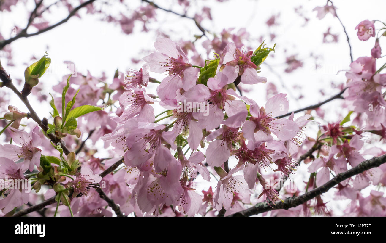 The close up of pink sakura flower branch (cherry blossom Stock Photo ...