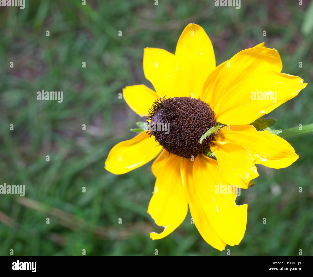 Large yellow flower hi-res stock photography and images - Alamy
