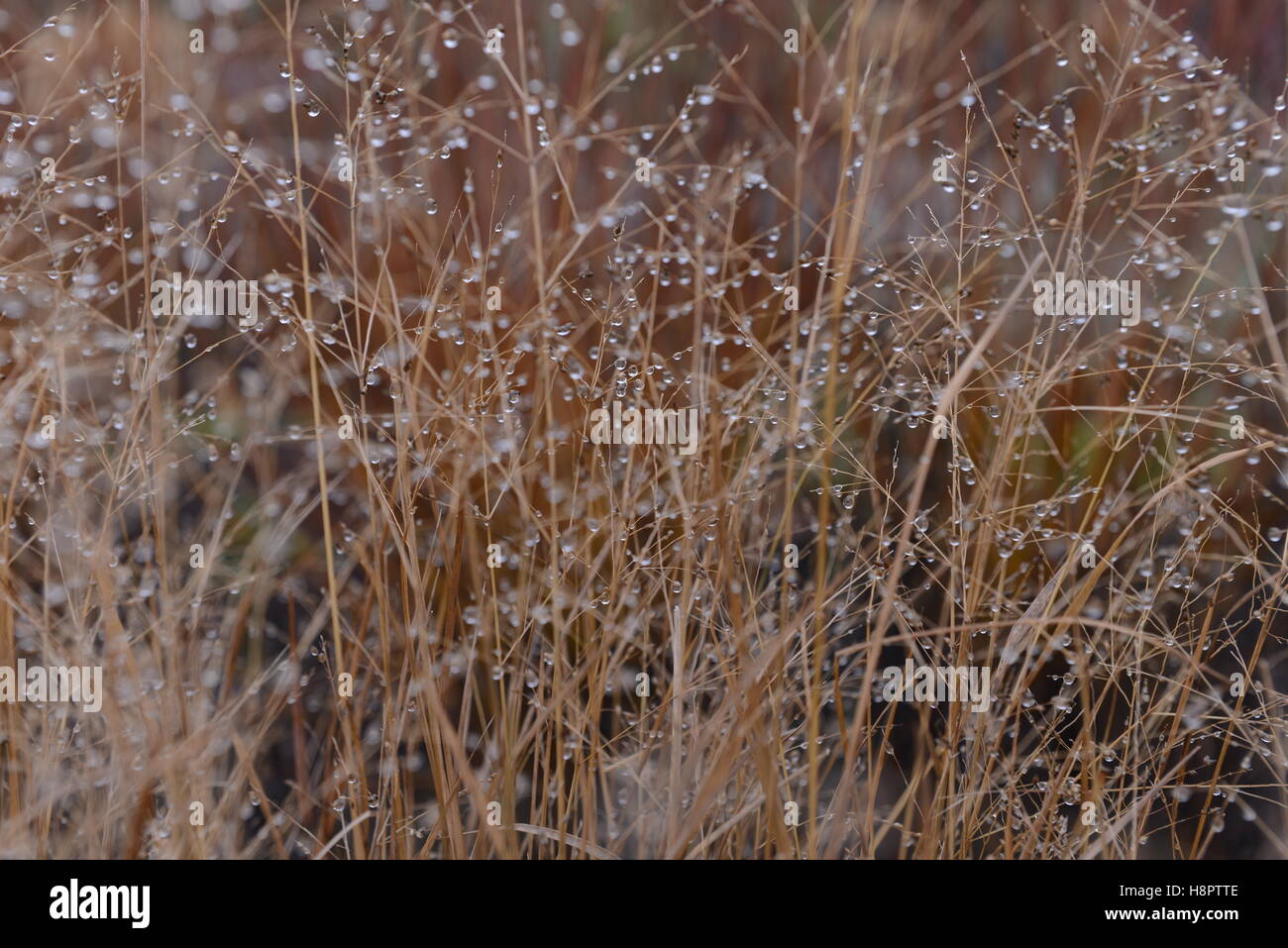 Morning plants hi-res stock photography and images - Alamy