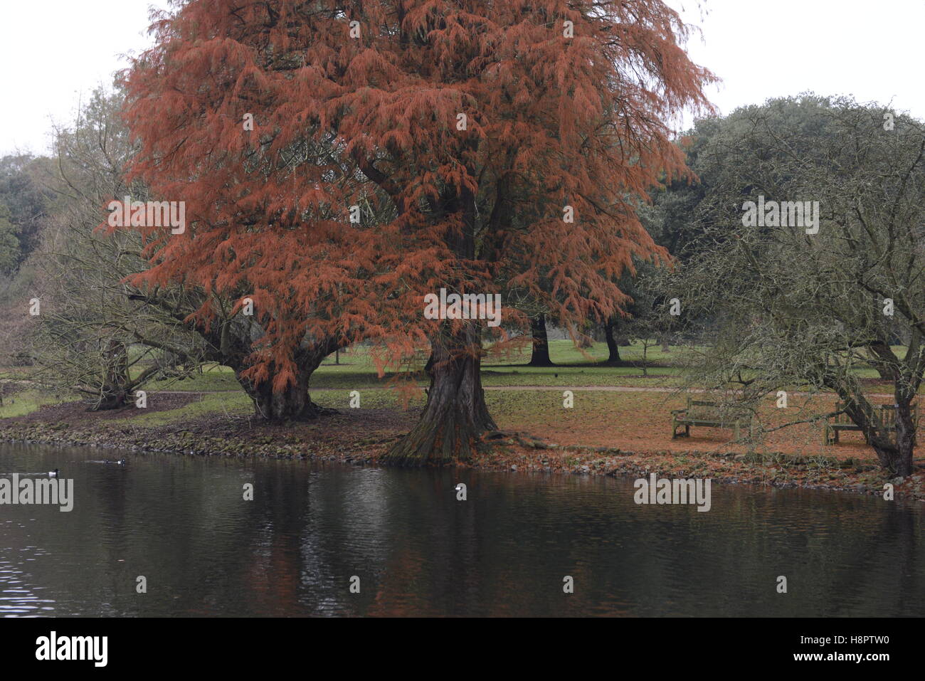 Autumn colours trees Stock Photo - Alamy