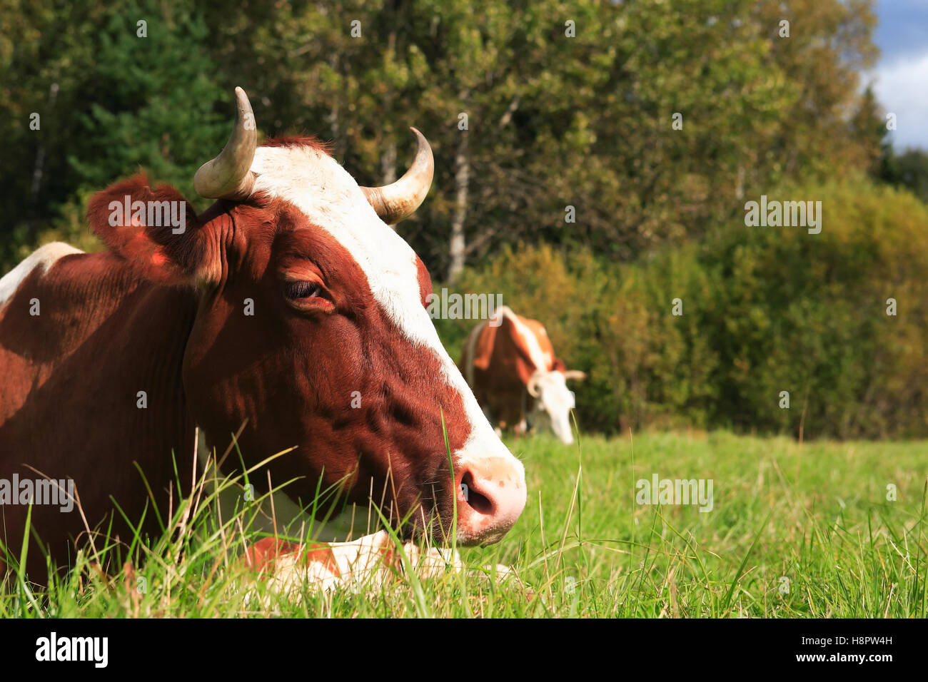 Farming landscape. Cow on green grass against forest and sky Stock ...