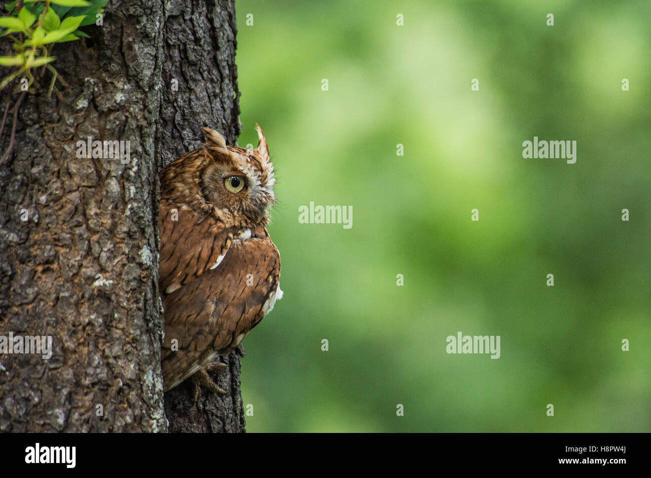 Red phase screech owl resting in a tree hollow Stock Photo - Alamy