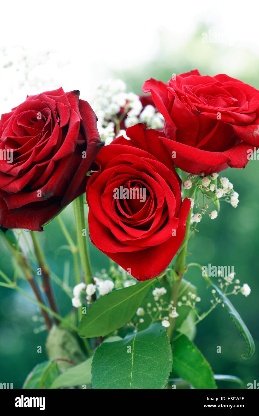 Nice red roses bouquet against green blurred background Stock Photo - Alamy