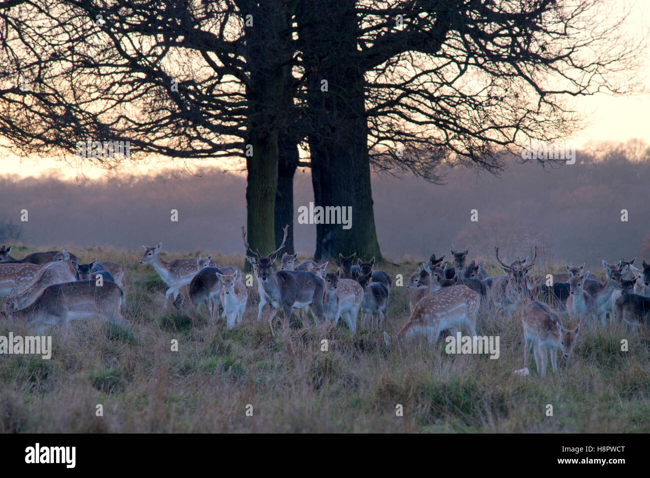 Dear at sunset Richmond Park, London UK Stock Photo - Alamy