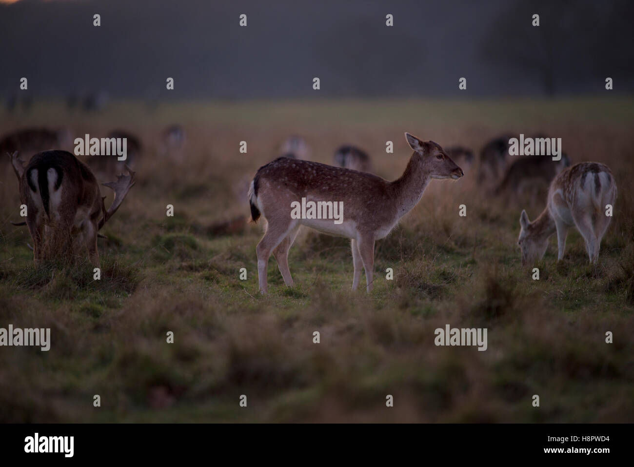 Dear at sunset Richmond park London, UK Stock Photo - Alamy