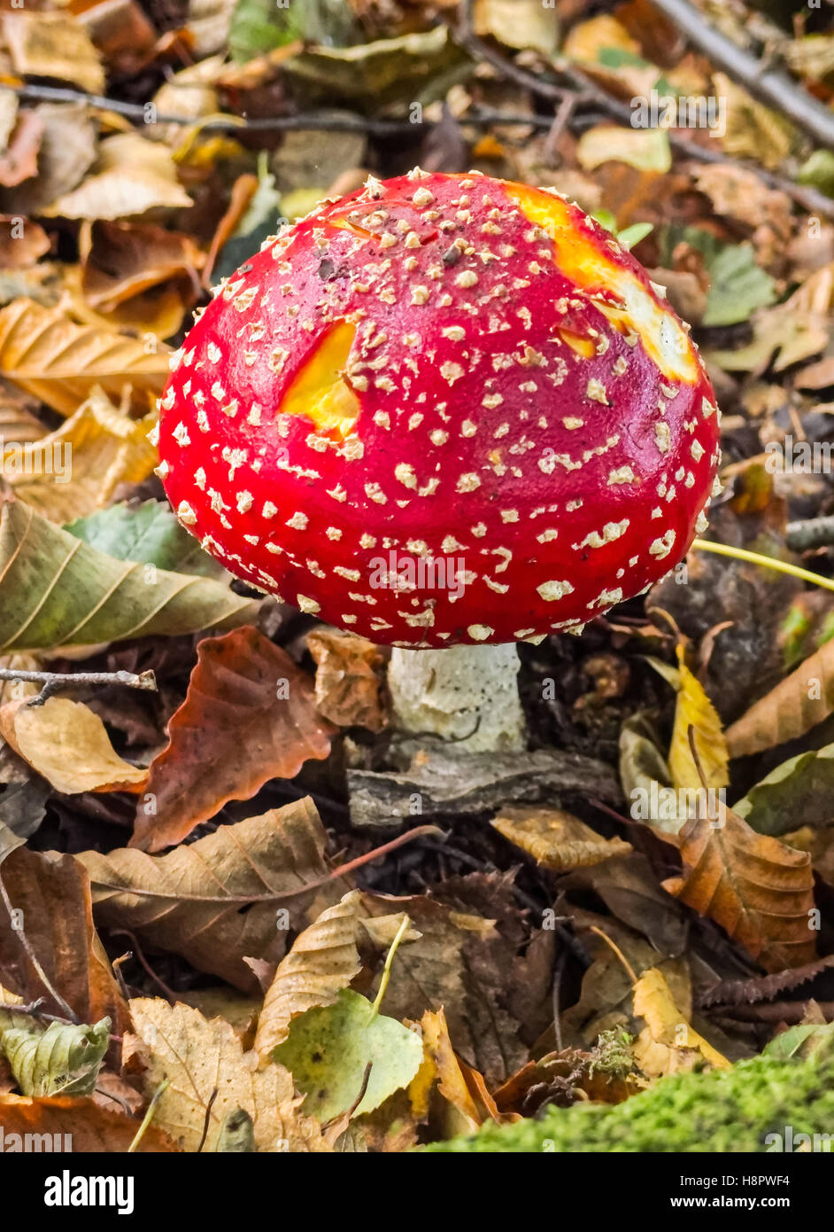 Aga red aga hi-res stock photography and images - Alamy