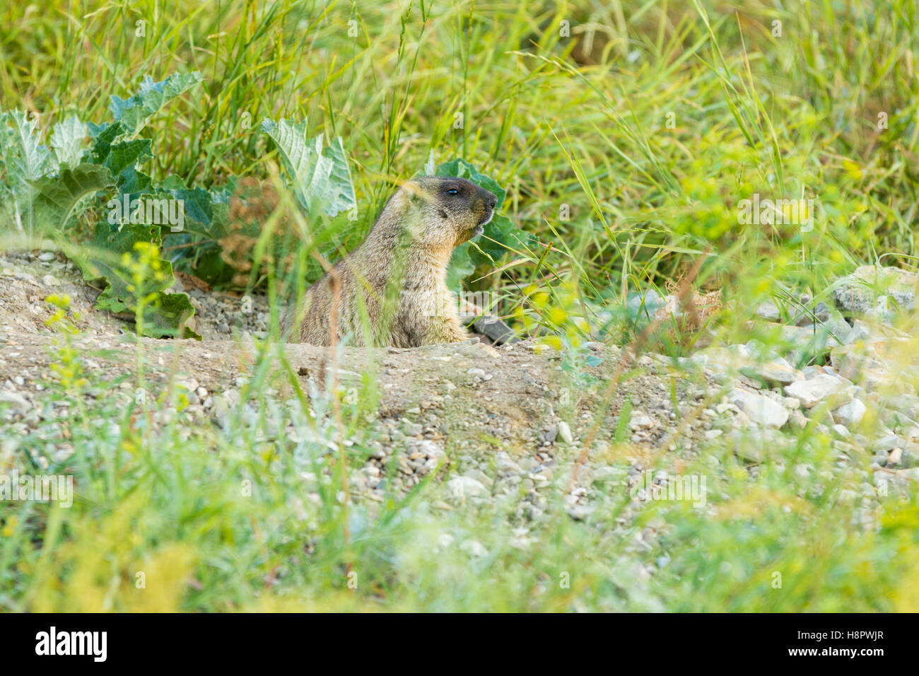 Groundhog peeking out of their burrows Stock Photo - Alamy
