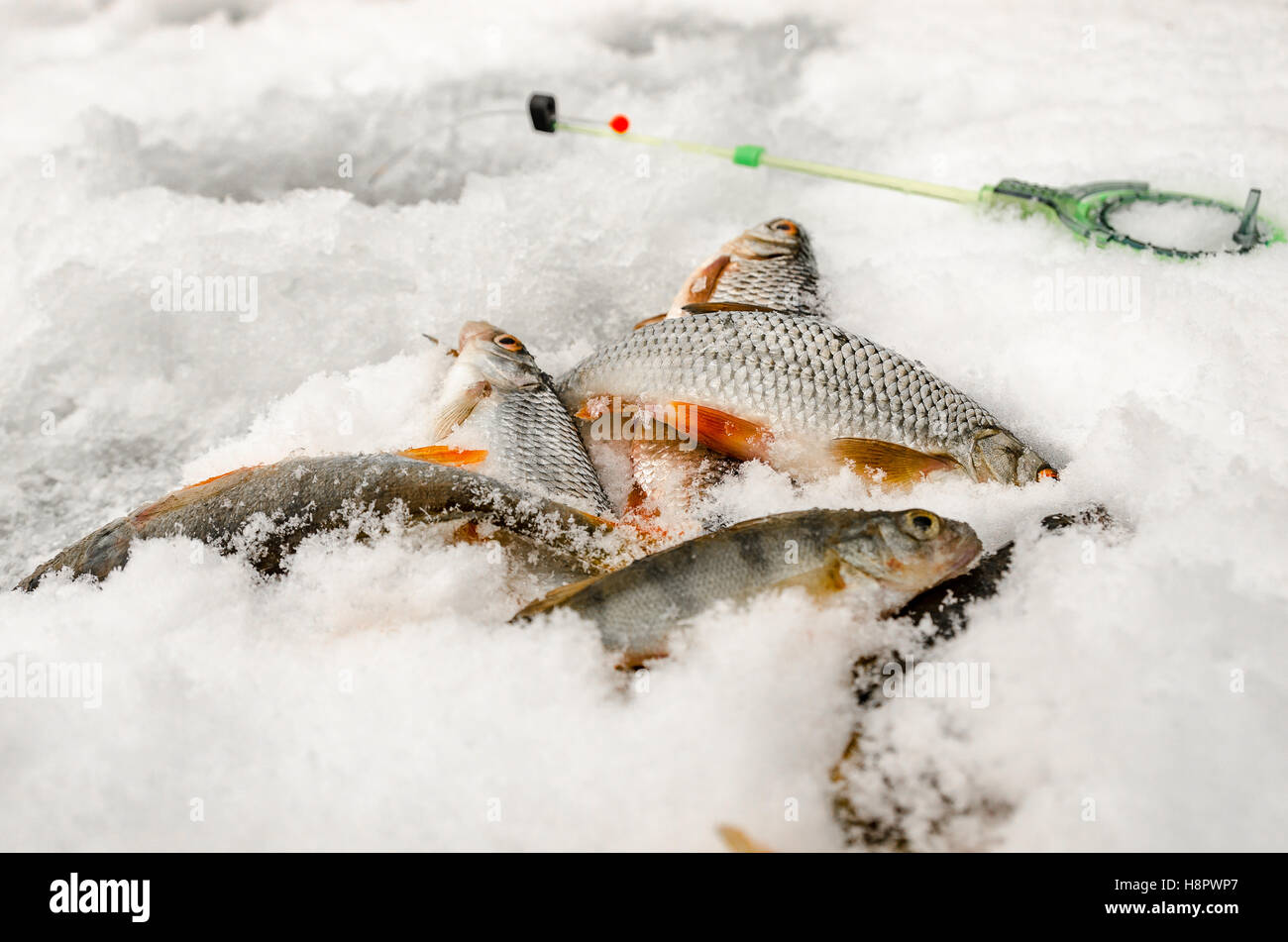 Fry fishing hi-res stock photography and images - Alamy