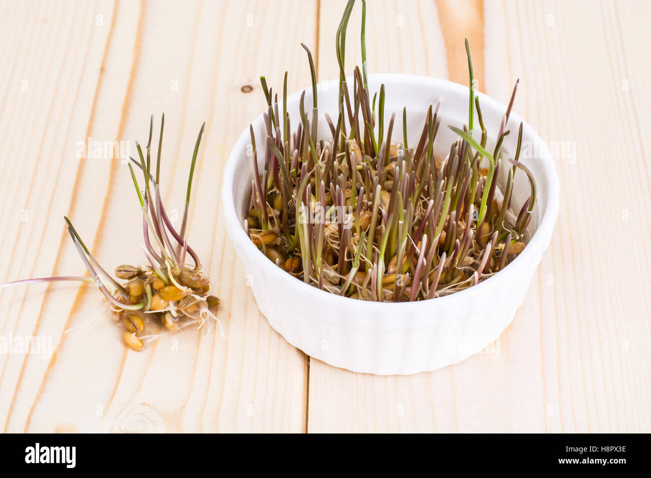 Barley seed germination hi-res stock photography and images - Alamy