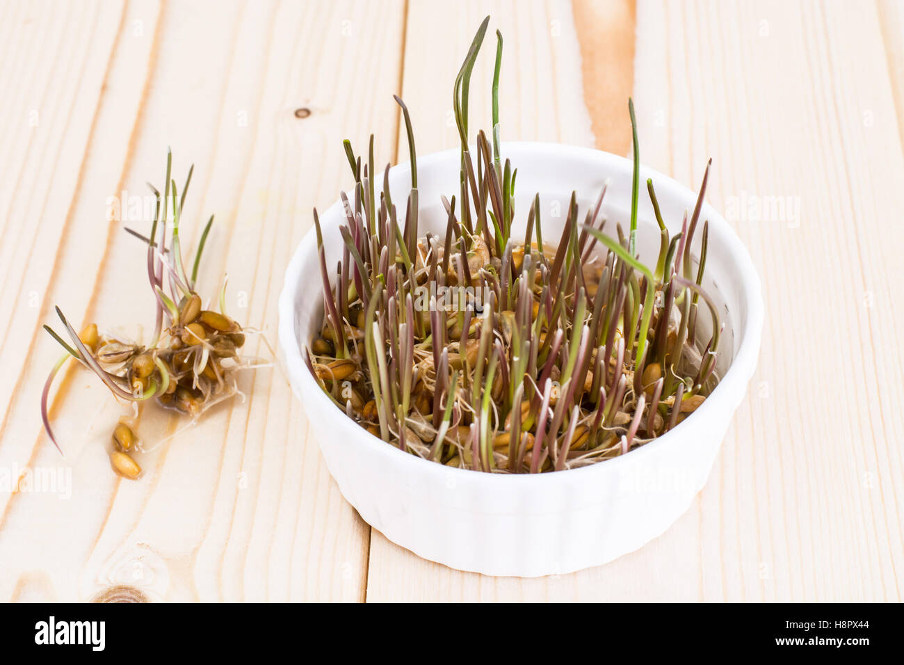 Barley seed germination hi-res stock photography and images - Alamy