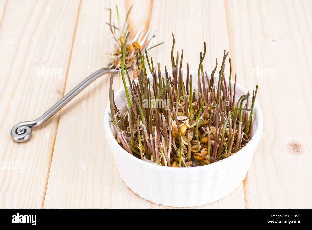 Barley Seed Germination High Resolution Stock Photography and Images ...