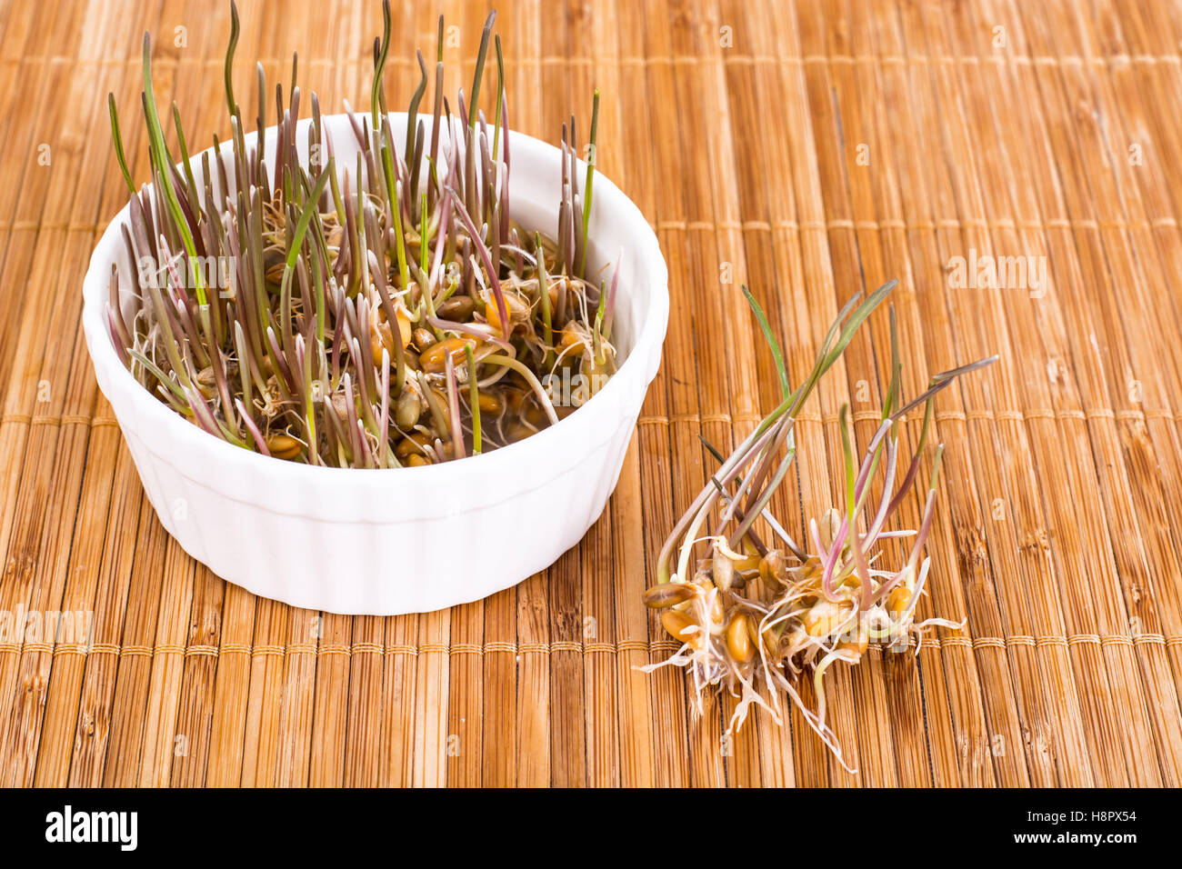 Germinated Wheat, Rye and Barley Stock Photo - Alamy