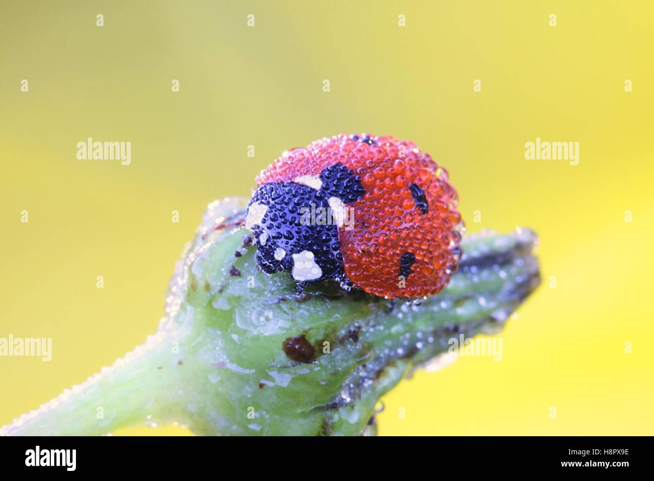 Ladybird, ladybug and morning dew Stock Photo - Alamy