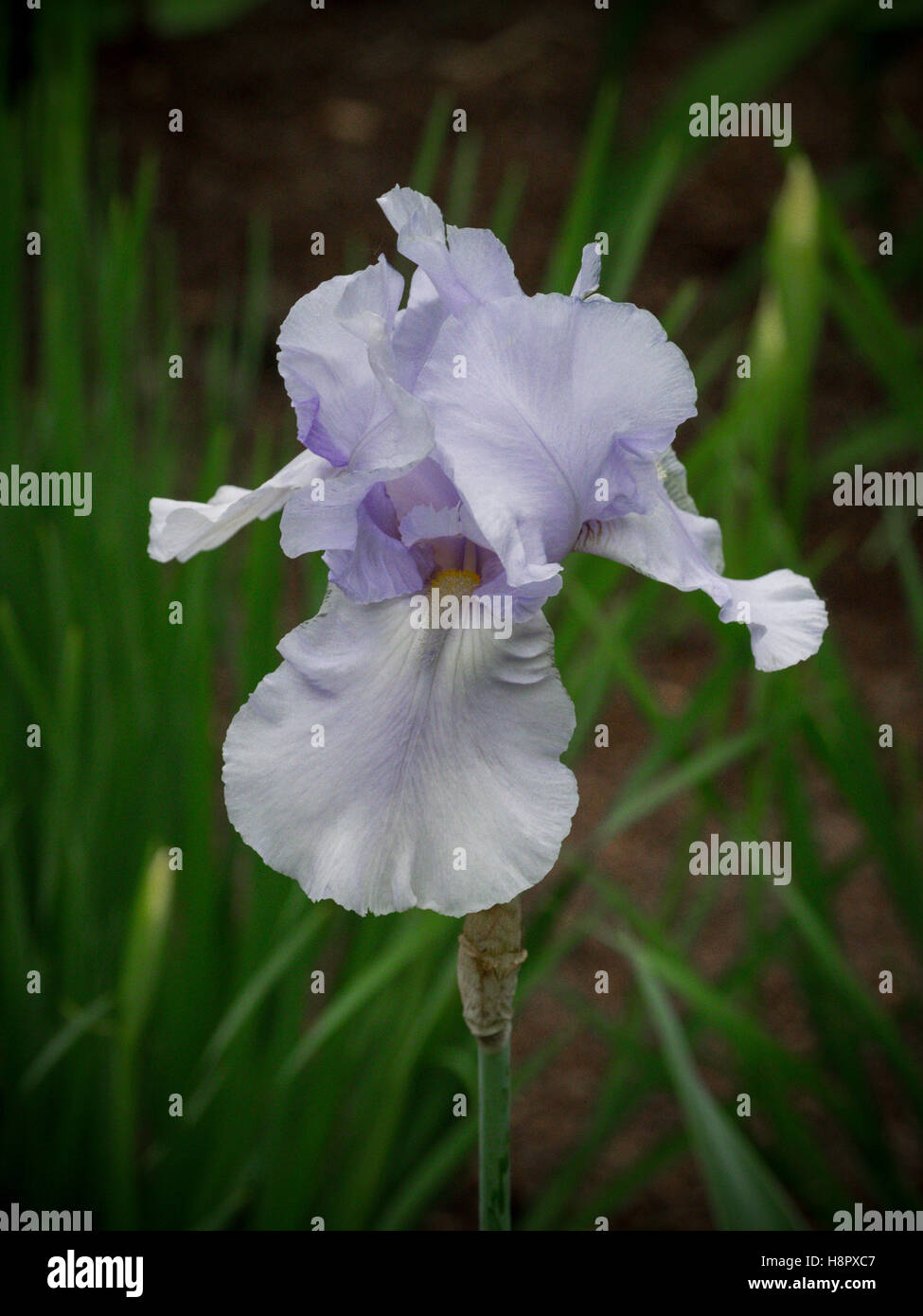 Iris in bloom Stock Photo - Alamy