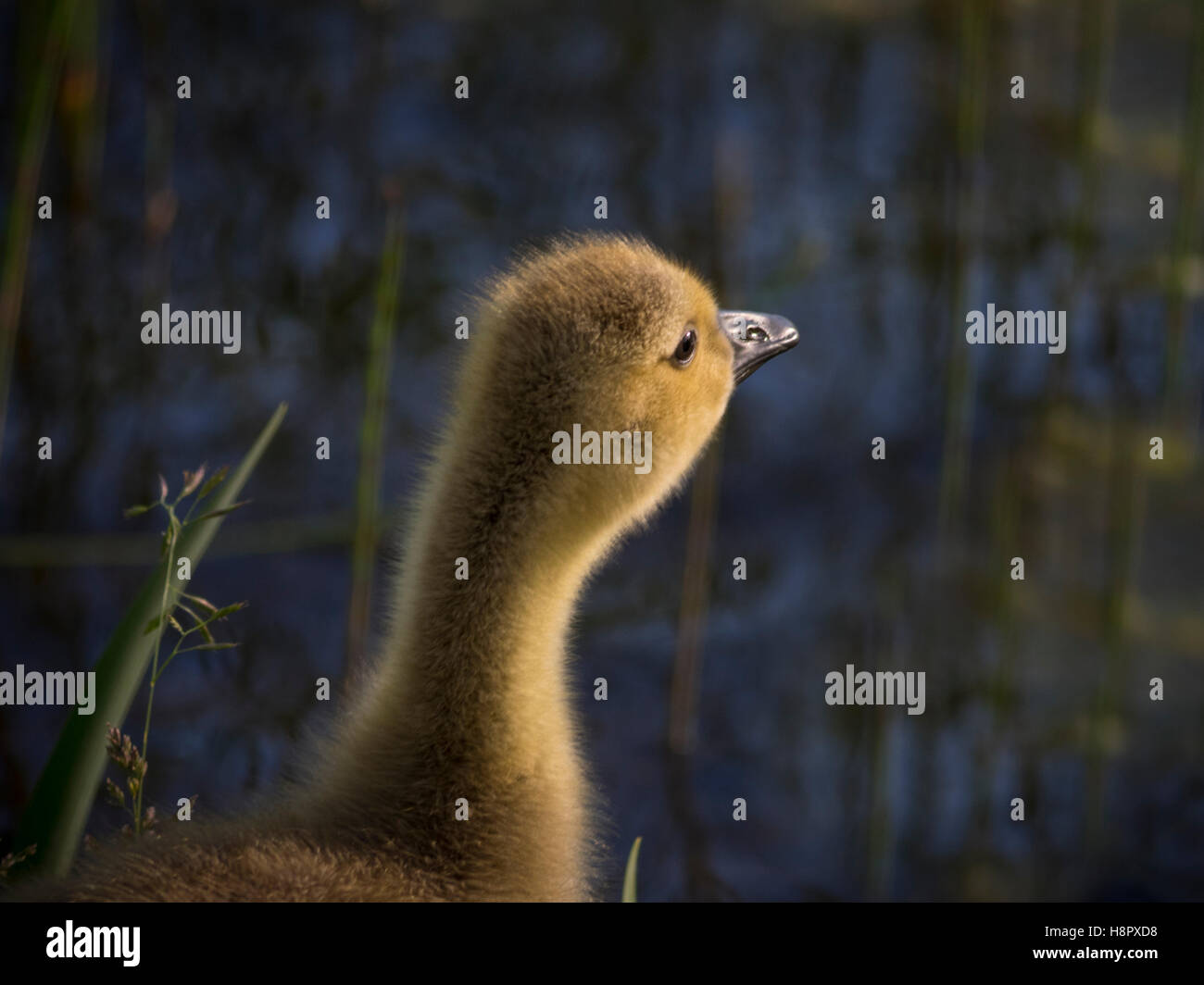 Baby bird canada goose Stock Photo - Alamy
