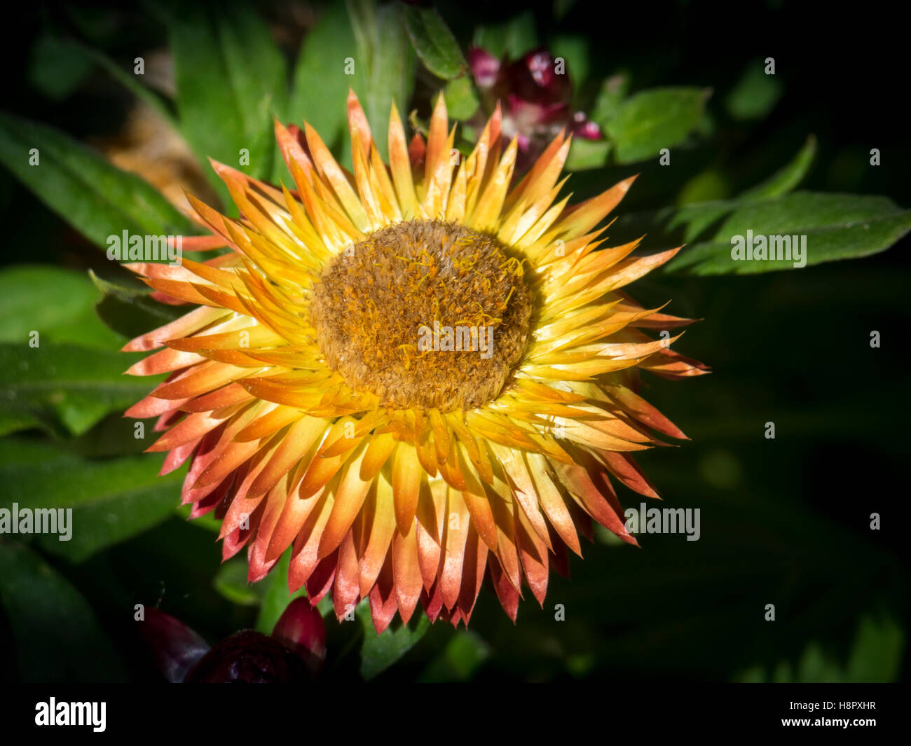 Paper flower in bloom Stock Photo - Alamy
