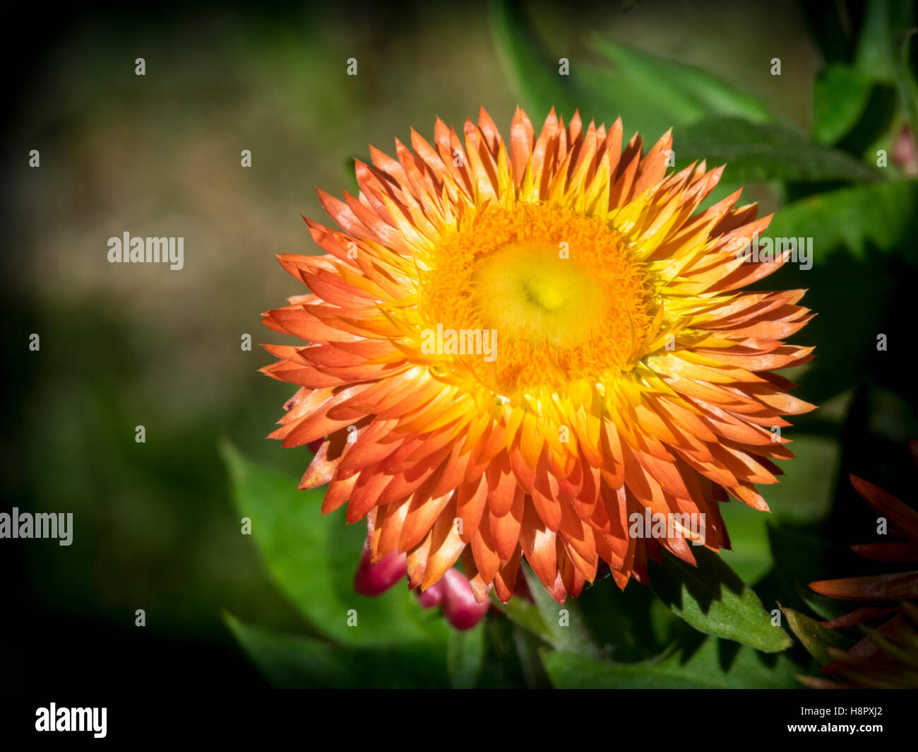Paperflower in bloom Stock Photo - Alamy