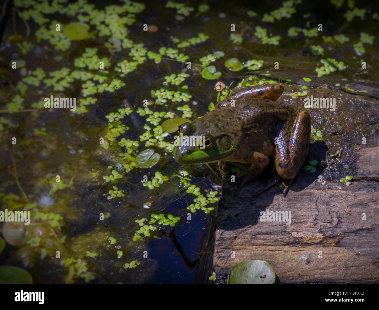Frog Marsh High Resolution Stock Photography and Images - Alamy
