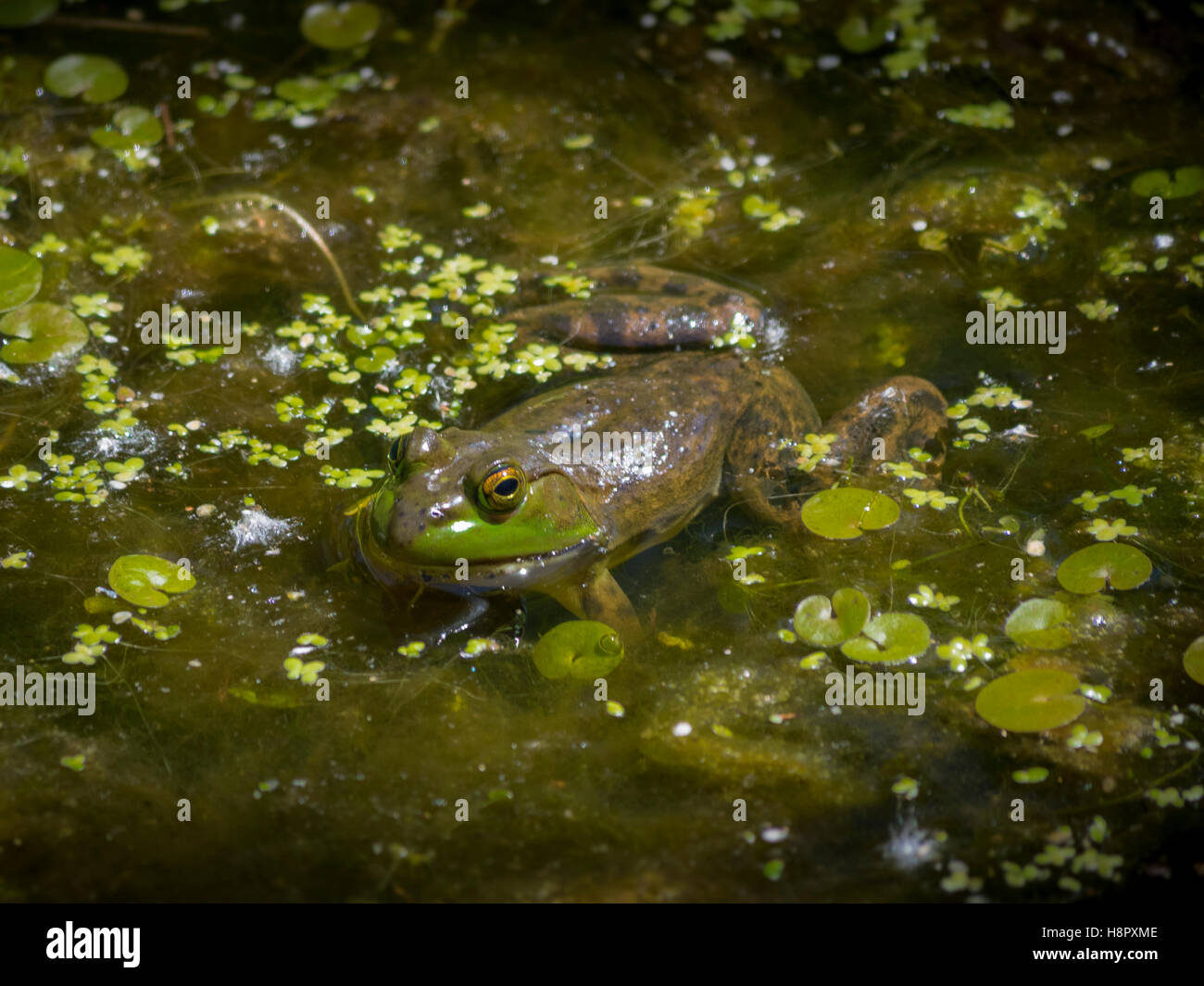 Frog in a marsh Stock Photo - Alamy