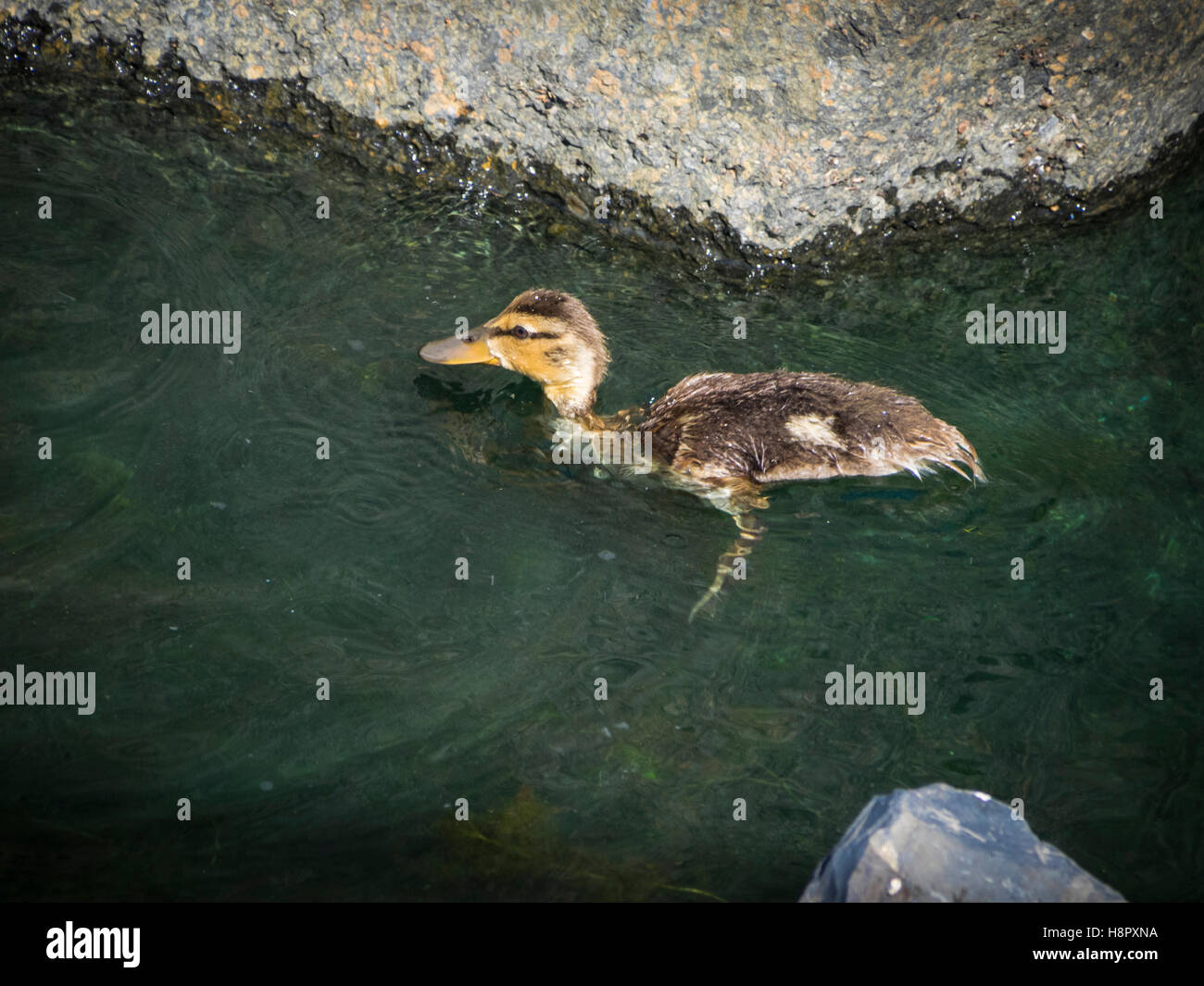 Baby duck in water Stock Photo - Alamy