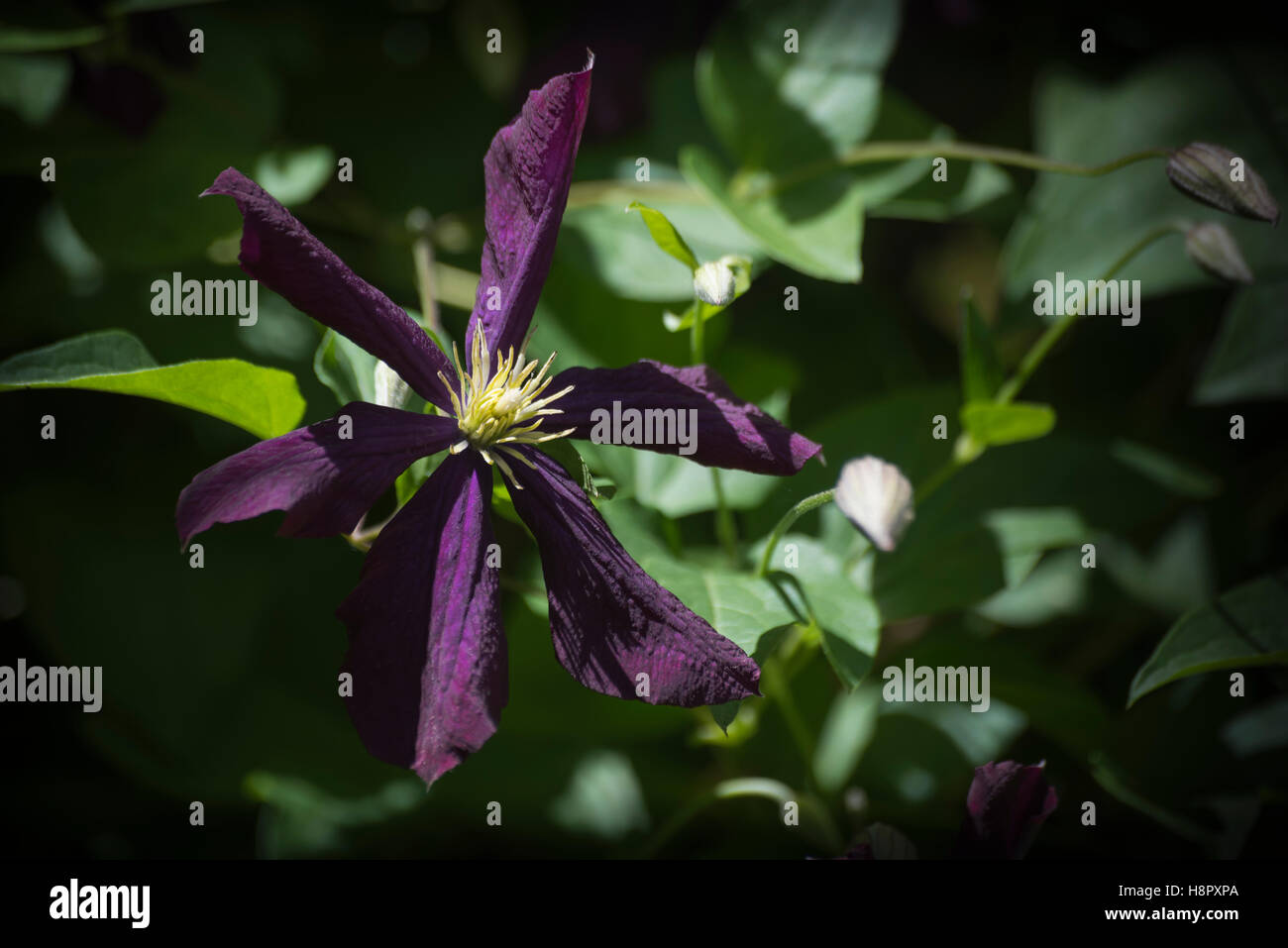 Beautiful clematis in bloom Stock Photo - Alamy