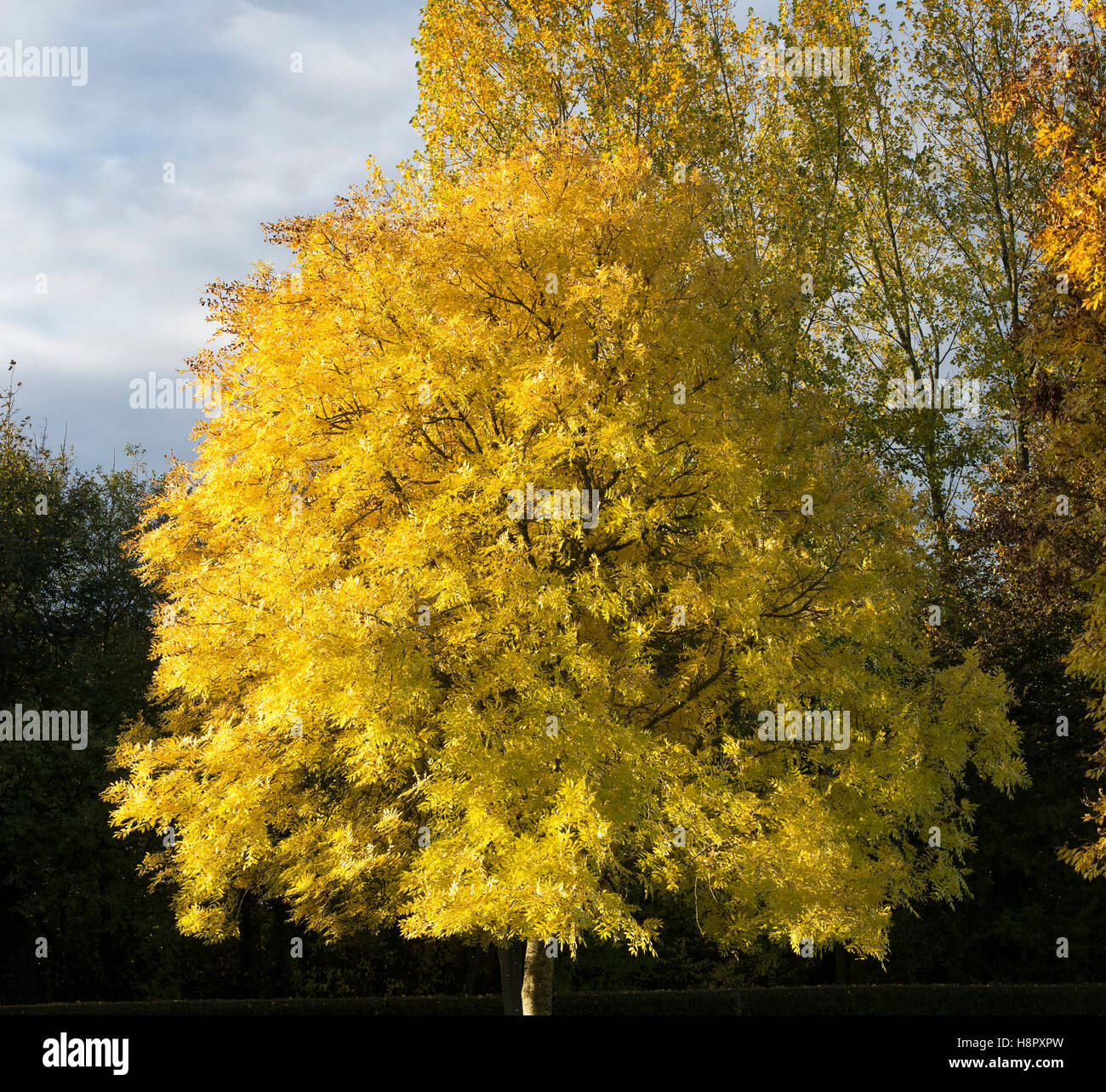 Fraxinus excelsior. Ash tree in autumn Stock Photo - Alamy