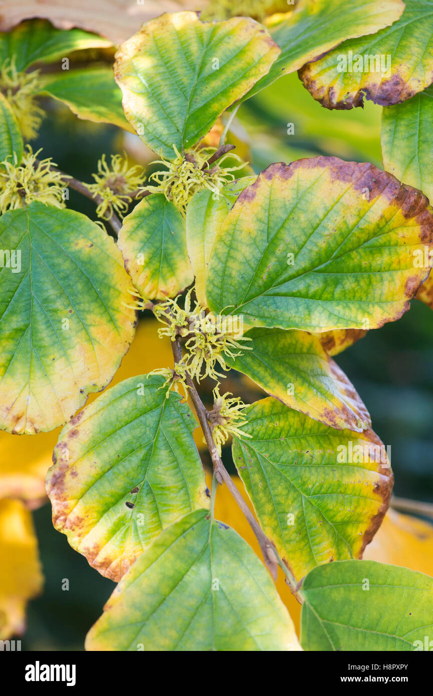 Hamamelis x Intermedia Pallida. Witch hazel 'Pallida' leaves changing ...