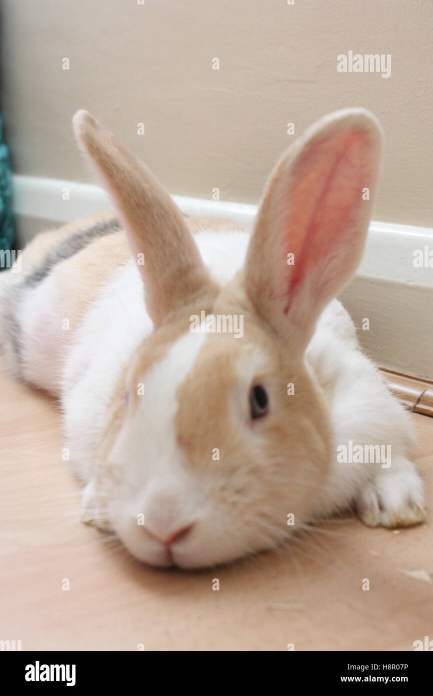 rabbit close up looking at the camera - white / beige coloured rabbit ...