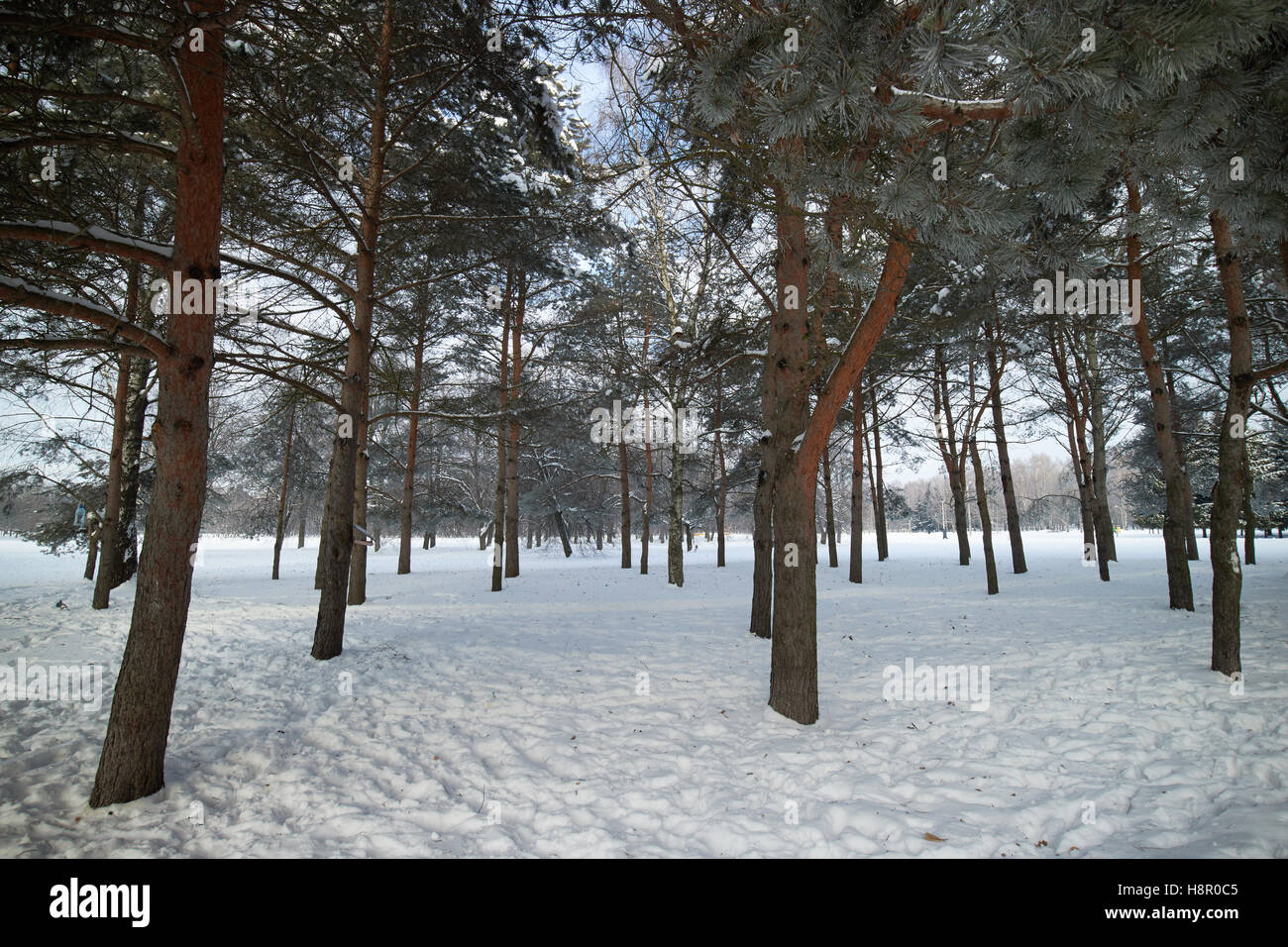 beautiful winter landscape Stock Photo - Alamy