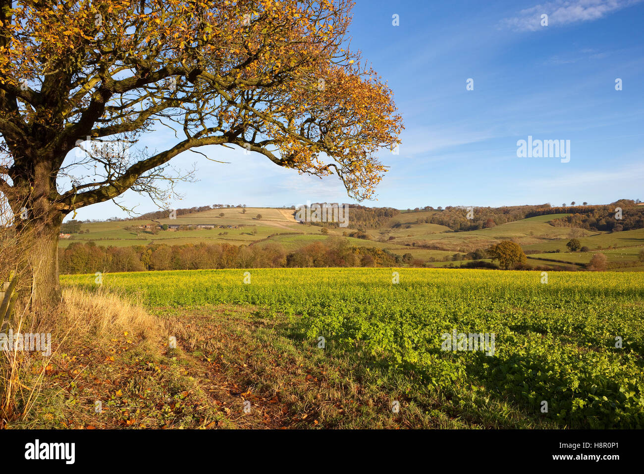 Mustard tree hi-res stock photography and images - Alamy