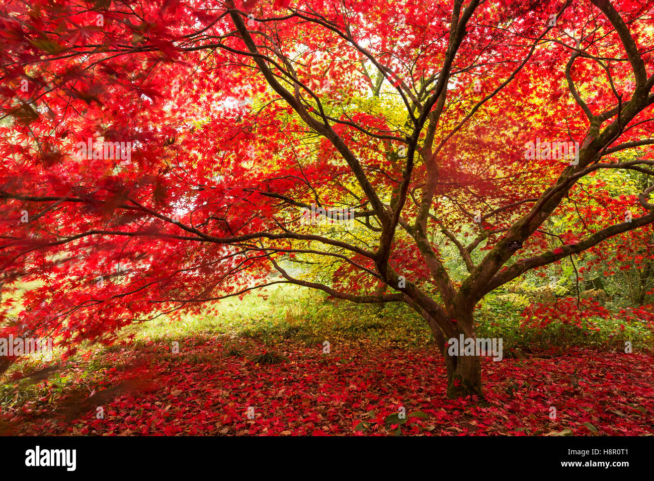 English maple tree hi-res stock photography and images - Alamy