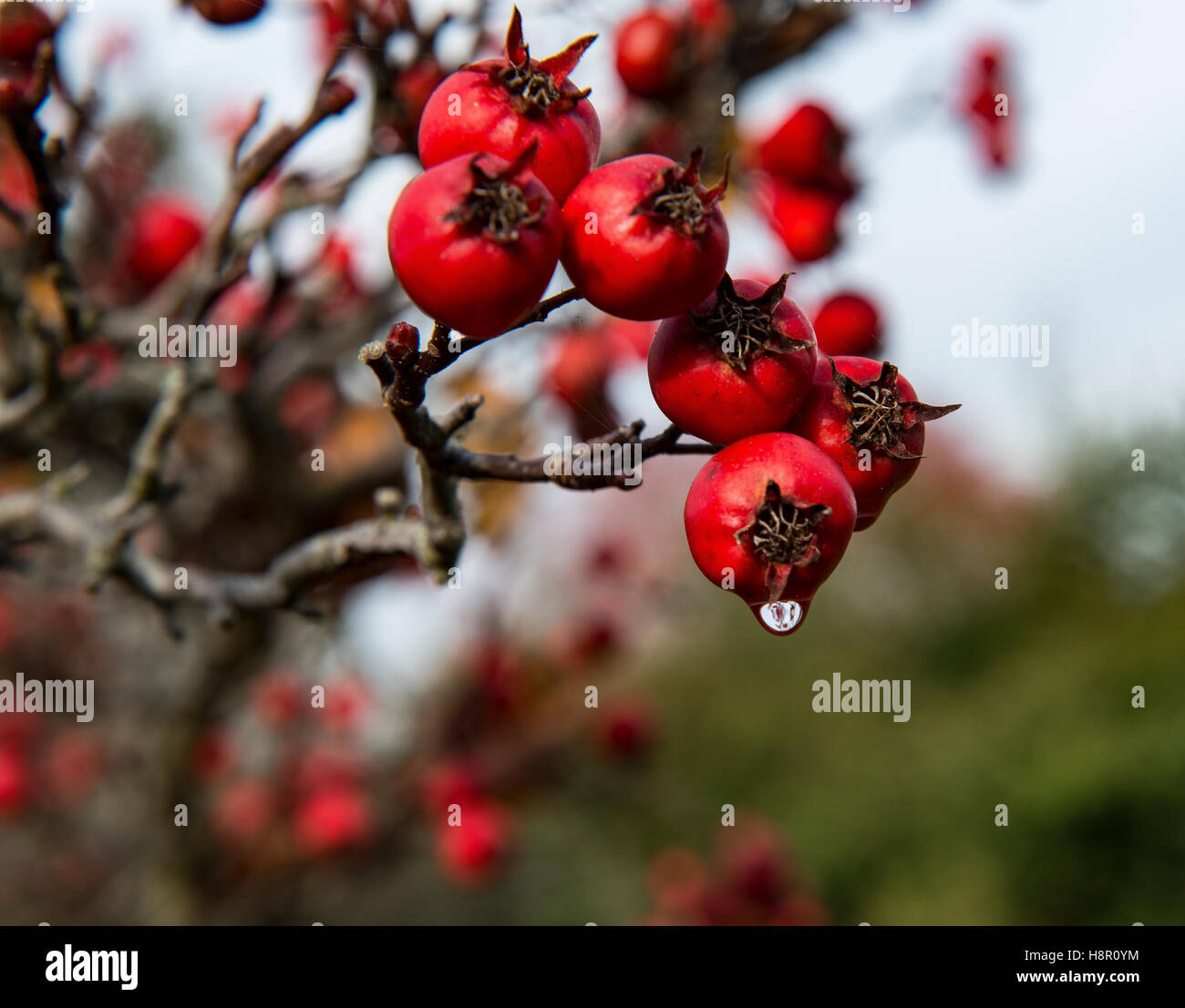 Hawthorn berries in the autumn. One berry has a raindrop Stock Photo ...